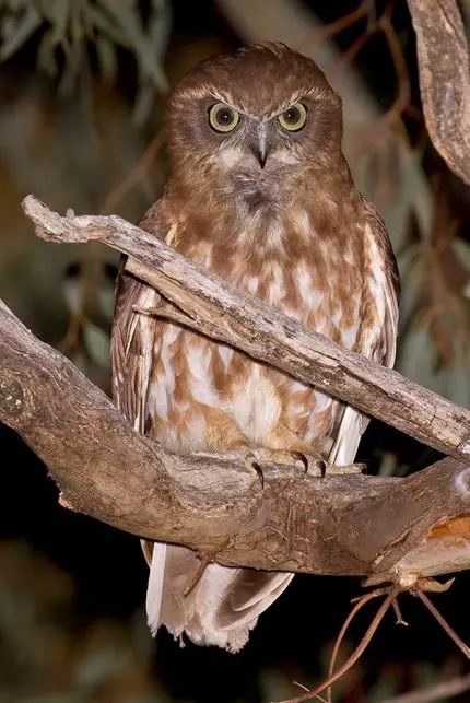 Boobook Owl | The Animal Facts | Appearance, Diet, Habitat, Behavior