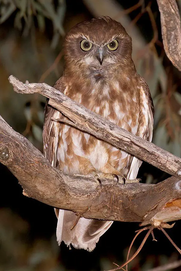 Boobook Owl | The Animal Facts | Appearance, Diet, Habitat, Behavior