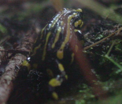 Southern Corroboree Frog | The Animal Facts | Appearance, Diet, Habitat