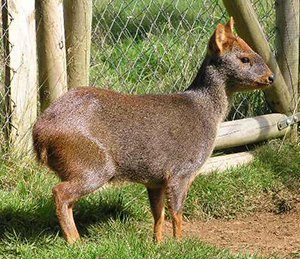 Southern pudu | The Animal Facts