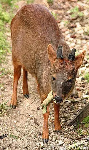 Southern pudu | The Animal Facts