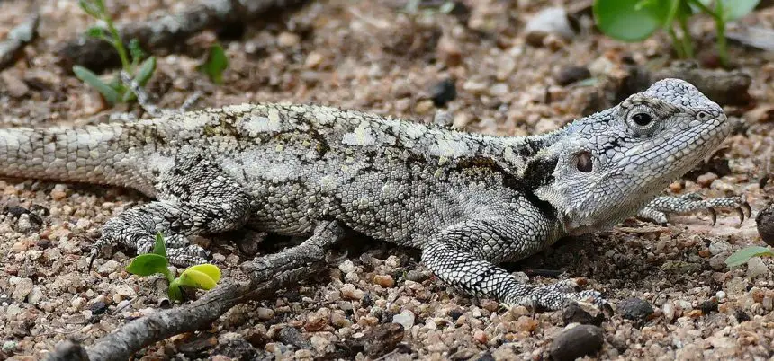 Southern Tree Agama | The Animal Facts