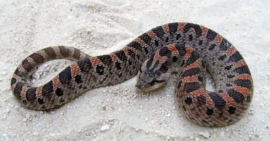 Southern Hognose Snake | The Animal Facts | Appearance, Diet, Habitat