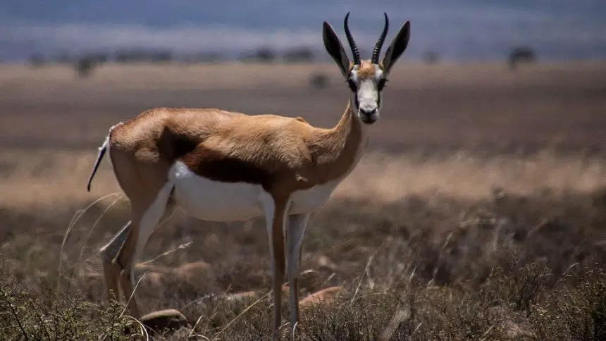 Springbok | The Animal Facts | Appearance, Diet, Habitat, Behavior, Range
