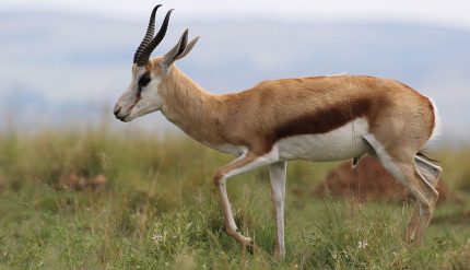 Springbok | The Animal Facts | Appearance, Diet, Habitat, Behavior, Range