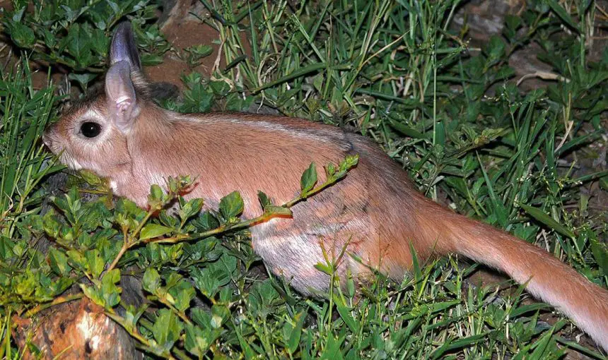 South African Springhare | The Animal Facts | Appearance, Diet, Habitat