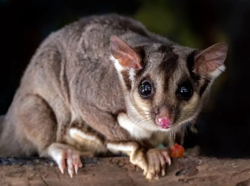 Marsupials | The Animal Facts | What's makes a marsupial special?