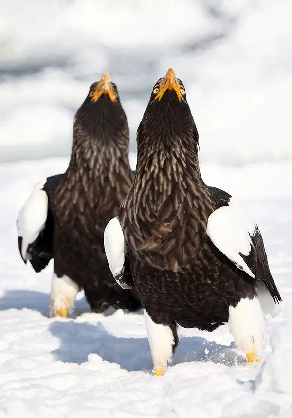 Steller’s Sea Eagle | The Animal Facts | Appearance, Diet, Habitat