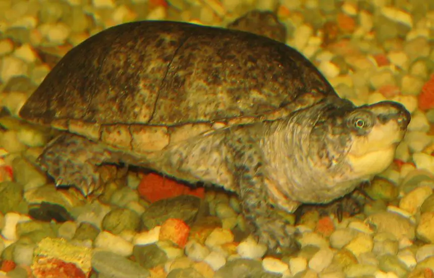 Common Musk Turtle | The Animal Facts | Appearance, Diet, Habitat