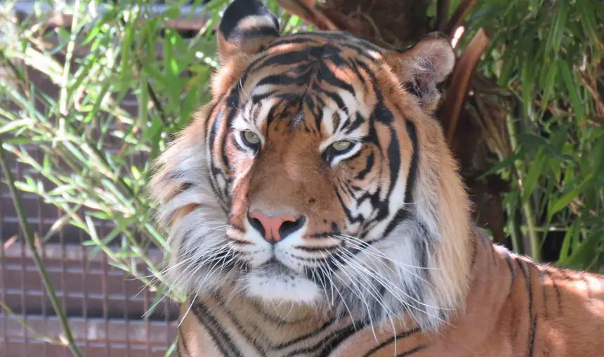 Sumatran Tiger Cubs Emerge from their Den at Chester Zoo