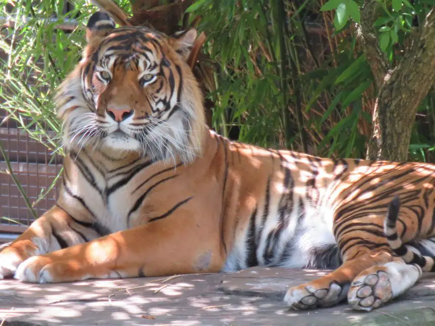 Malayan Tiger | The Animal Facts | Appearance, Diet, Habitat, Behavior