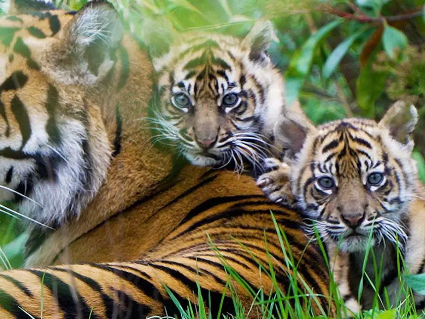 Sumatran Tiger Cubs Emerge from their Den at Chester Zoo