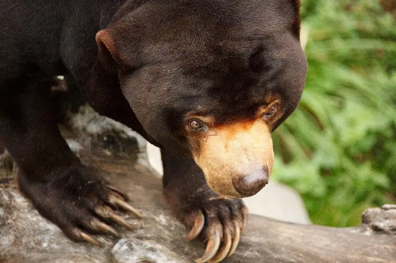 Sun Bear | The Animal Facts | Appearance, Behavior, Habitat, Lifespan