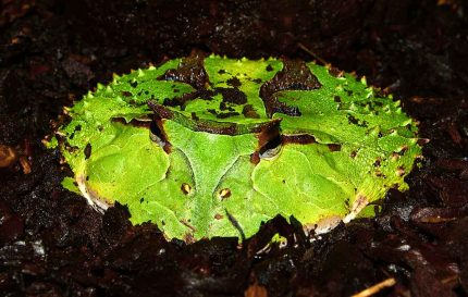 Surinam Horned Frog | The Animal Facts | Appearance, Diet, Habitat