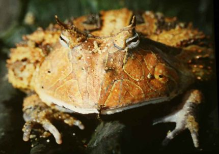 Surinam Horned Frog | The Animal Facts | Appearance, Diet, Habitat
