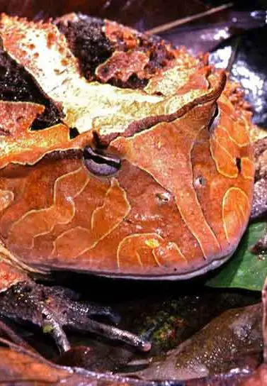 Surinam Horned Frog | The Animal Facts | Appearance, Diet, Habitat