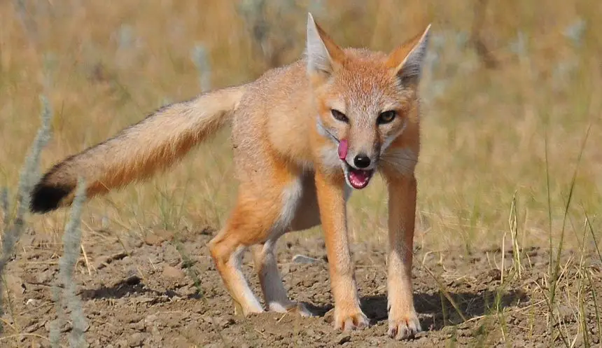 Swift Fox | The Animal Facts | Appearance, Diet, Habitat, Behavior
