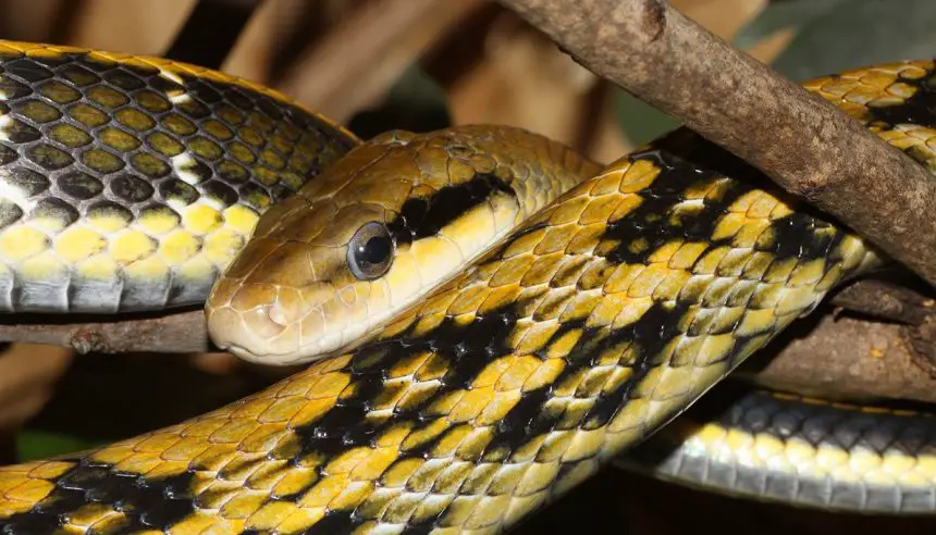 Beauty Rat Snake | The Animal Facts | Appearance, Diet, Habitat