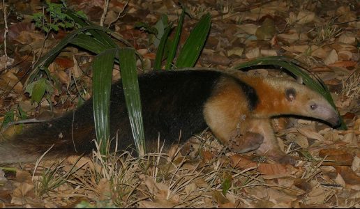 Southern Tamandua | The Animal Facts | Appearance, Diet, Habitat