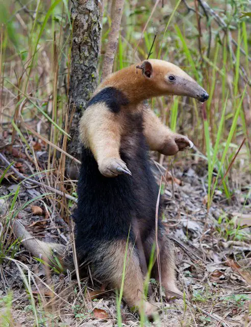 Southern Tamandua | The Animal Facts | Appearance, Diet, Habitat