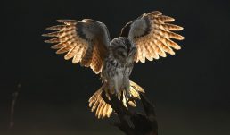 Tawny Owl | The Animal Facts | Appearance, Diet, Habitat, Behavior