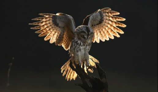 Tawny Owl | The Animal Facts | Appearance, Diet, Habitat, Behavior