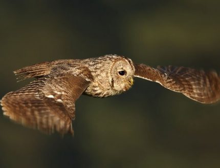 Tawny Owl | The Animal Facts | Appearance, Diet, Habitat, Behavior