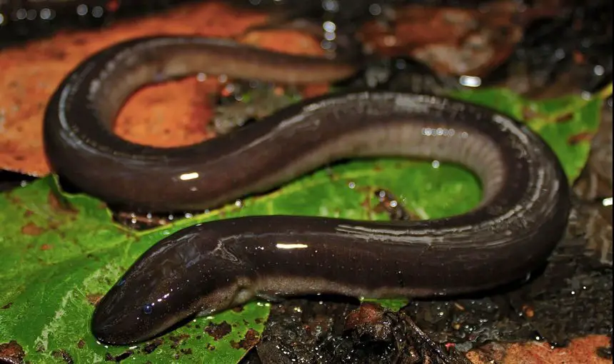 Three-Toed Amphiuma | The Animal Facts | Appearance, Diet, Habitat