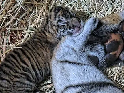 Sumatran Tiger Cubs Emerge from their Den at Chester Zoo