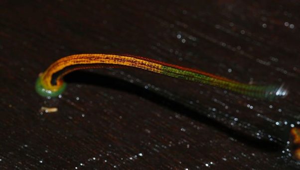 Tiger Leech | The Animal Facts | Appearance, Diet, Habitat, Behavior