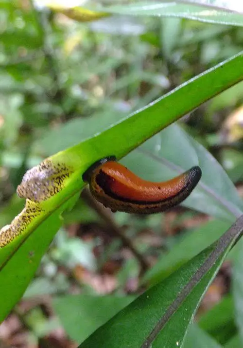 Tiger Leech | The Animal Facts | Appearance, Diet, Habitat, Behavior