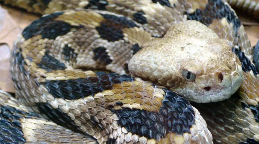 Timber Rattlesnake | The Animal Facts | Appearance, Diet, Habitat, Range
