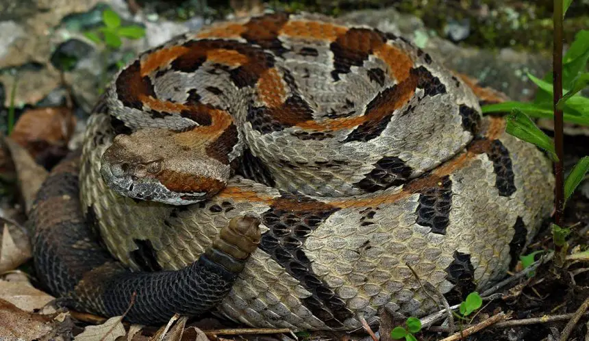 Timber Rattlesnake | The Animal Facts | Appearance, Diet, Habitat, Range