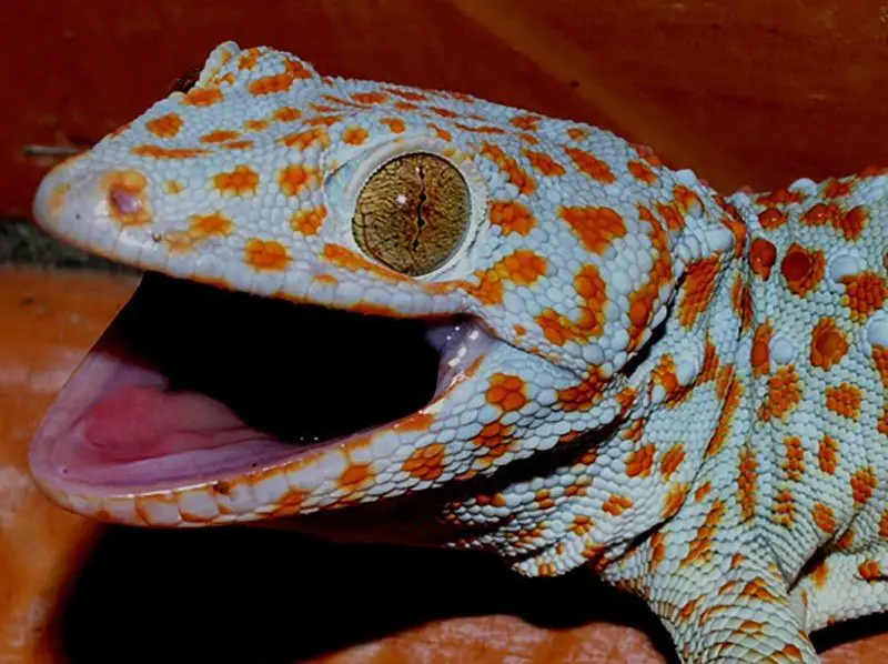 Crested Gecko | The Animal Facts | Appearance, Diet, Habitat, Behavior