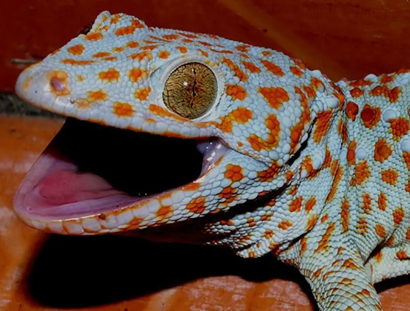 Kuhl’s Flying Gecko | The Animal Facts | Appearance, Diet, Habitat