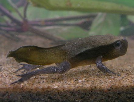 Tomato Frog | The Animal Facts | Appearance, Habitat, Behavior, Diet