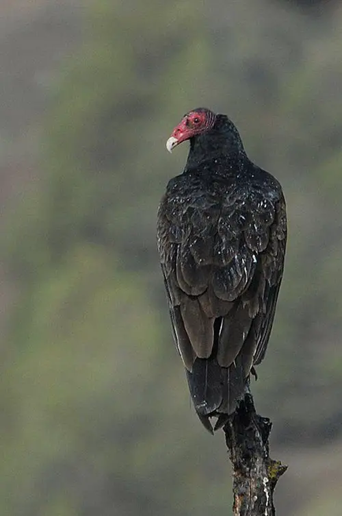 Turkey Vulture | The Animal Facts | Appearance, Habitat, Diet, Behavior