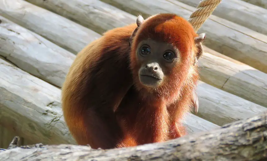 Venezuelan Red Howler | The Animal Facts | Appearance, Diet, Habitat