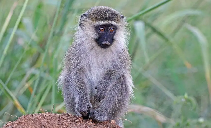 Vervet Monkey | The Animal Facts | Appearance, Diet, Habitat, Lifespan