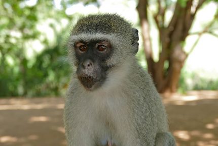 Vervet Monkey | The Animal Facts | Appearance, Diet, Habitat, Lifespan
