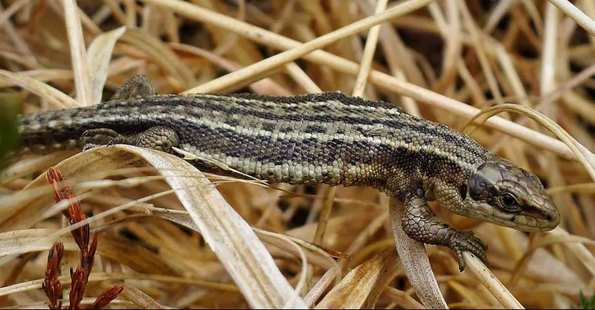 Viviparous Lizard | The Animal Facts | Appearance, Diet, Habitat, Behavior