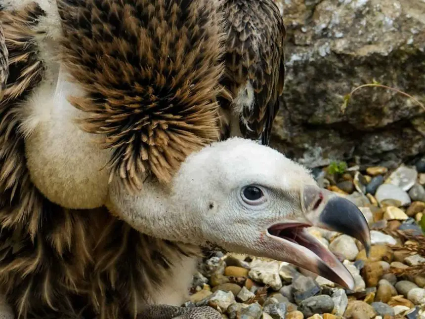 Greater Siren | The Animal Facts | Appearance, Diet, Habitat, Behavior