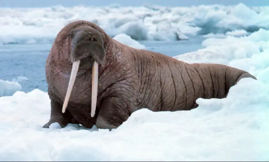Walrus | The Animal Facts | Appearance, Diet, Habitat, Behavior