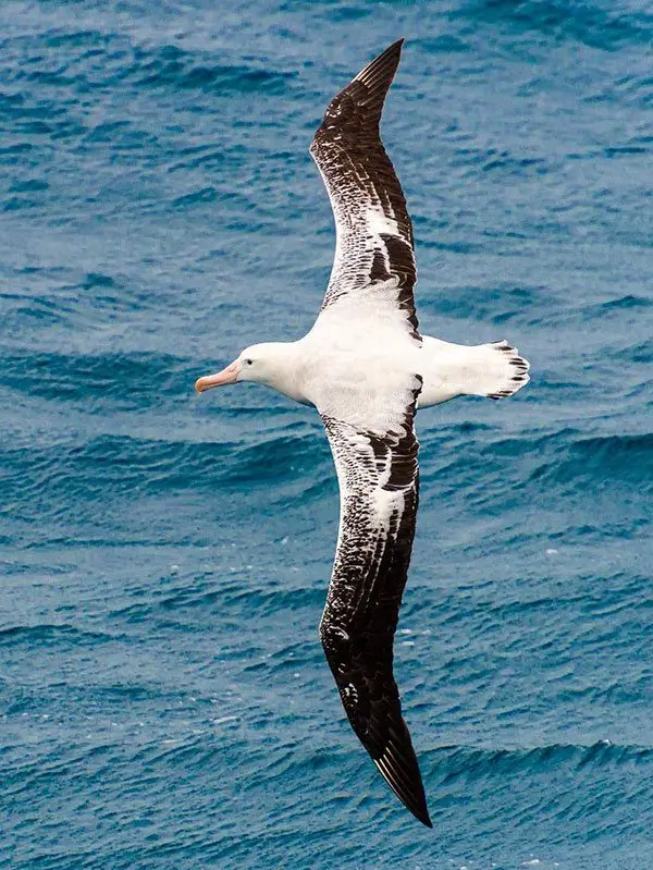 Wandering Albatross | The Animal Facts | Appearance, Diet, Habitat