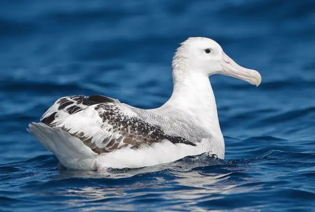 Wandering Albatross | The Animal Facts | Appearance, Diet, Habitat