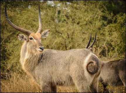 Waterbuck | The Animal Facts | Appearance, Diet, Habitat, Behavior