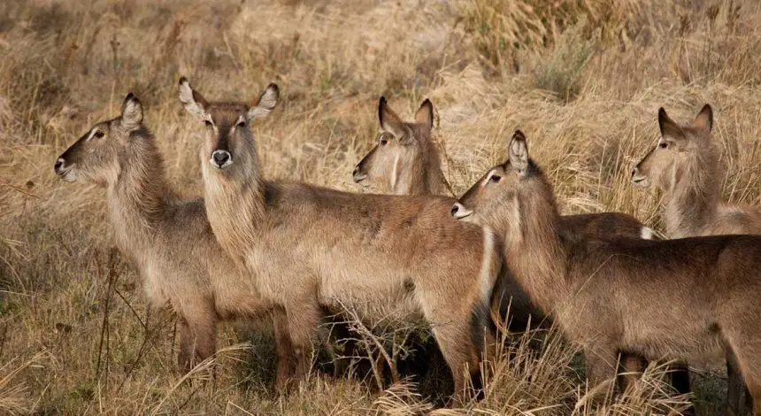Waterbuck | The Animal Facts | Appearance, Diet, Habitat, Behavior