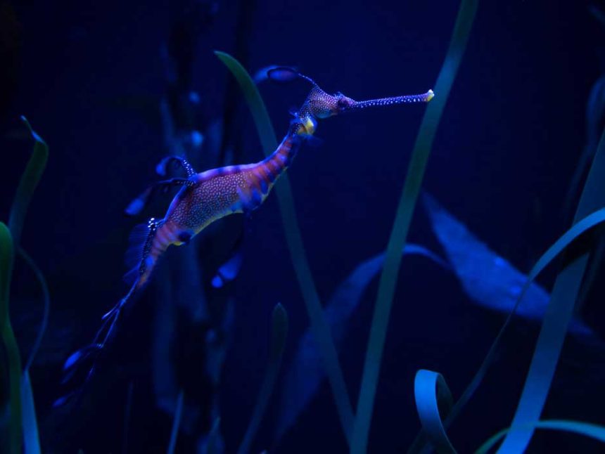 Weedy Sea Dragons go on Display at Columbus Zoo and Aquarium