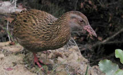 Weka | The Animal Facts | Appearance, Diet, Habitat, Lifespan, Behavior