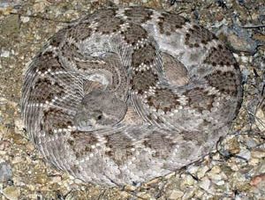 Western diamondback rattlesnake | The Animal Facts